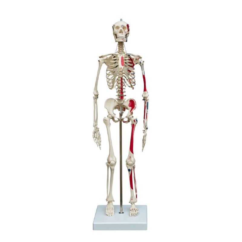 Rudiger Mini Skeleton with Muscle Painting | Health and Care