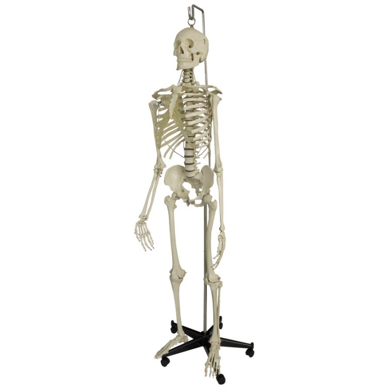 Model Skeleton Human Full Size With Hanging Stand | Health and Care