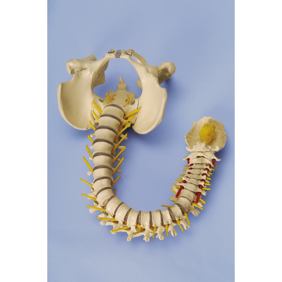 Rudiger Human Model Spinel with Standard Discs and Extra Flexible Metal ...