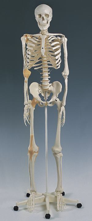 Anatomical Model Skeleton With Ligaments "Leo" A12 | Health and Care