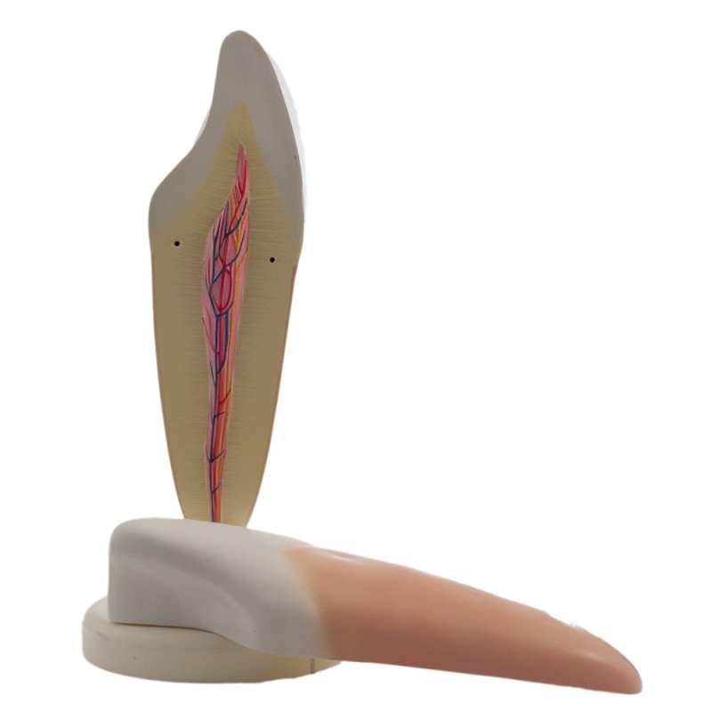 Molar and Incisor Tooth Models | Health and Care