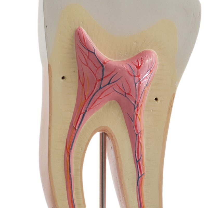 Molar and Incisor Tooth Models | Health and Care