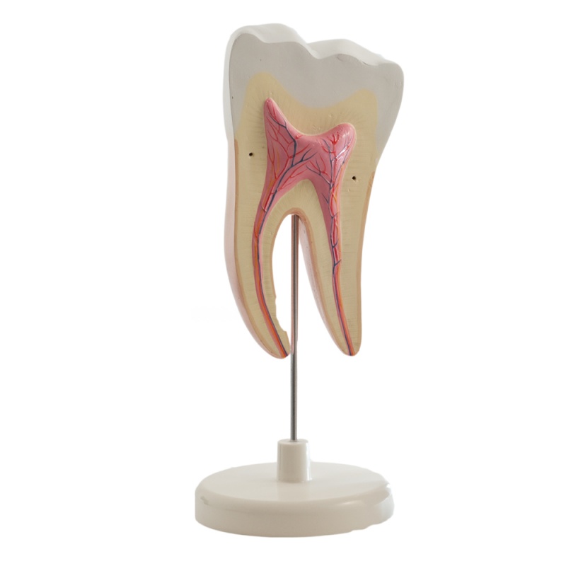 Molar and Incisor Tooth Models | Health and Care