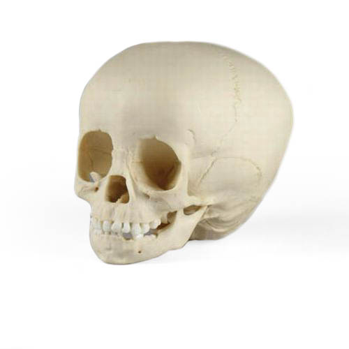 Paediatric Skull 1 1/2 Year Old | Health and Care