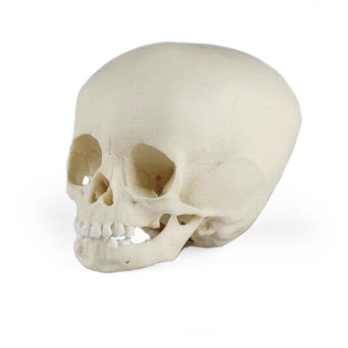 Paediatric Skull 15 Months Old | Health and Care