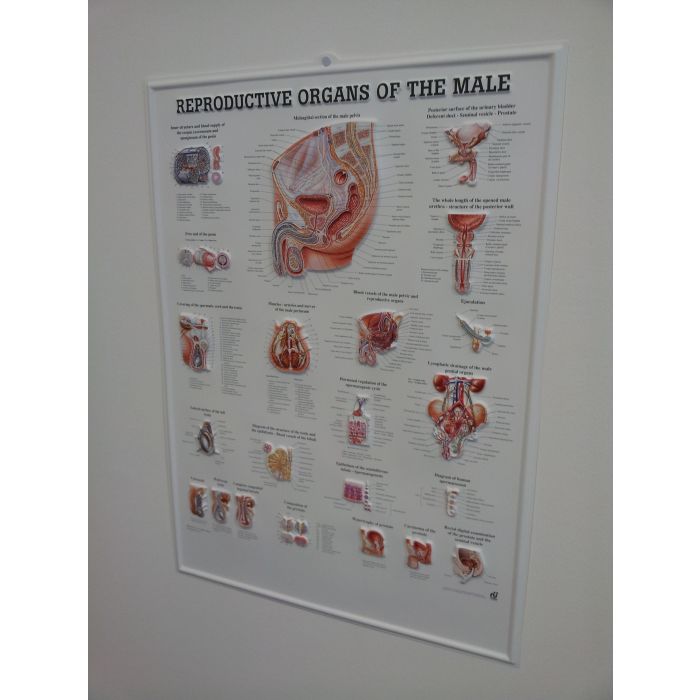3D Male Reproductive Organs Poster | Health and Care