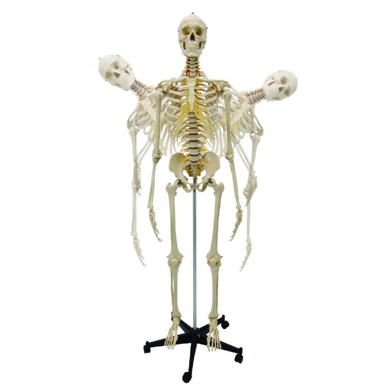Rudiger Flexible Human Skeleton Model | Health and Care
