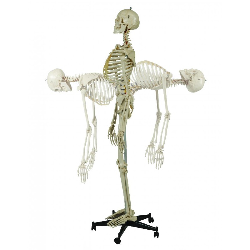 Rudiger Flexible Human Skeleton Model | Health and Care