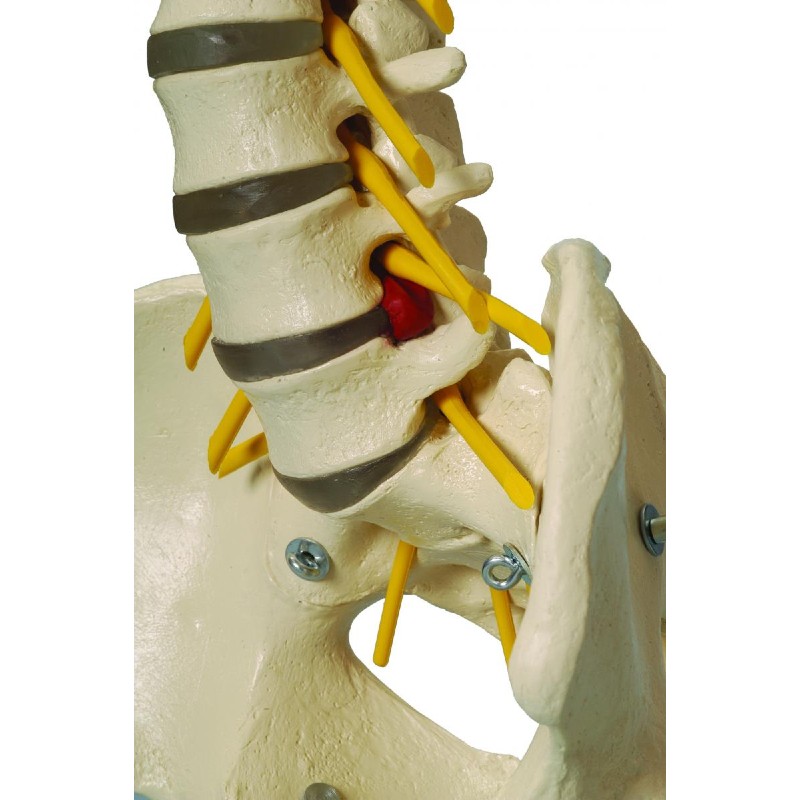 Rudiger Flexible Human Skeleton Model | Health and Care