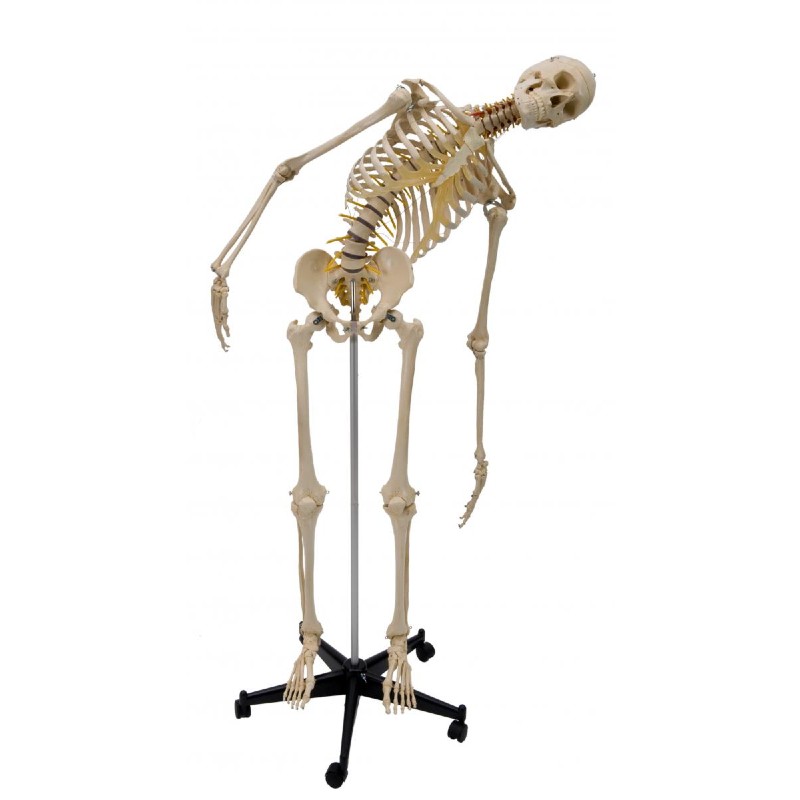 Rudiger Flexible Human Skeleton Model | Health and Care