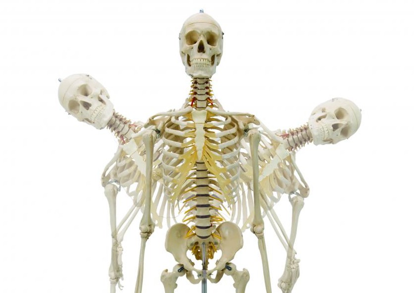 Rudiger Flexible Human Skeleton Model | Health and Care