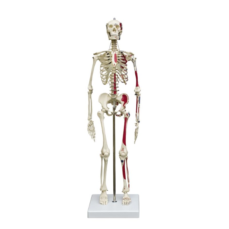 Rudiger Mini Anatomical Skeleton Model | Health and Care