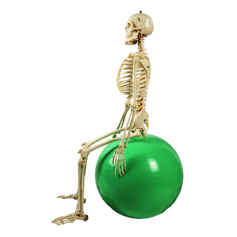 Rudiger Physiological Model Skeleton | Health and Care