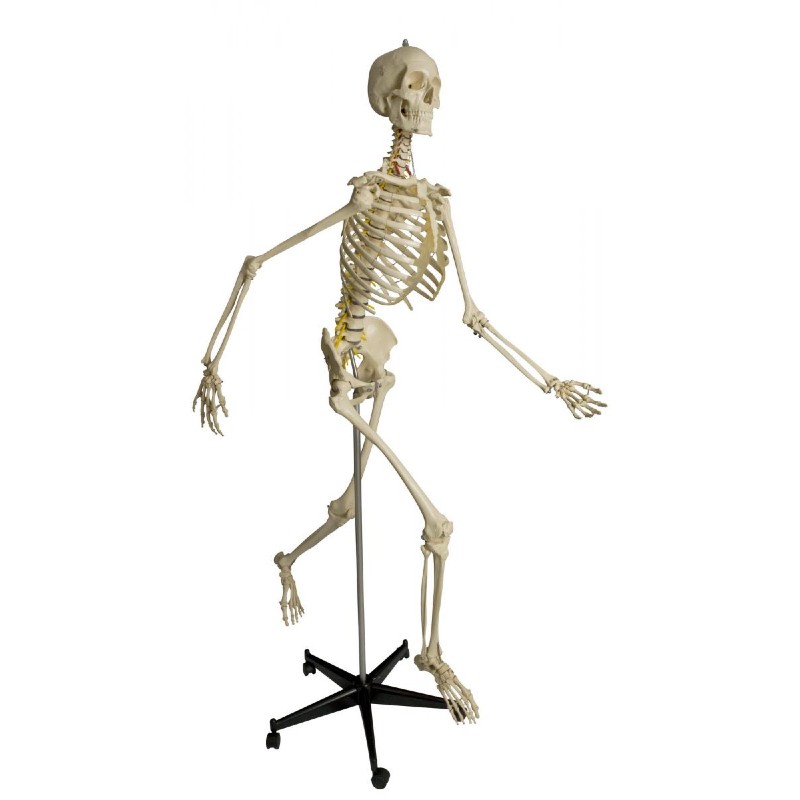 Rudiger Physiological Model Skeleton | Health and Care