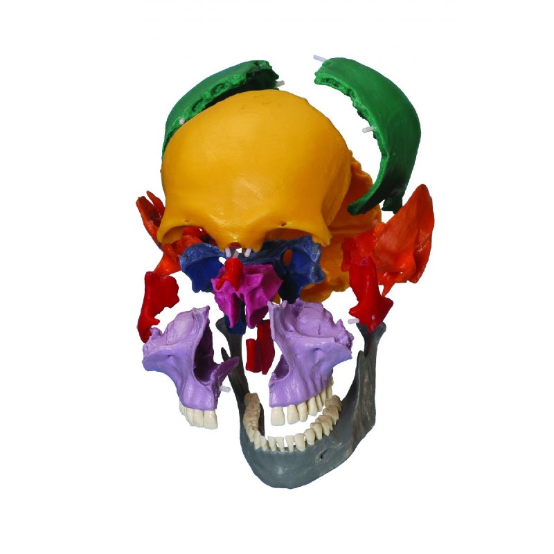 Rudiger Human Teaching Skull Model | Health and Care