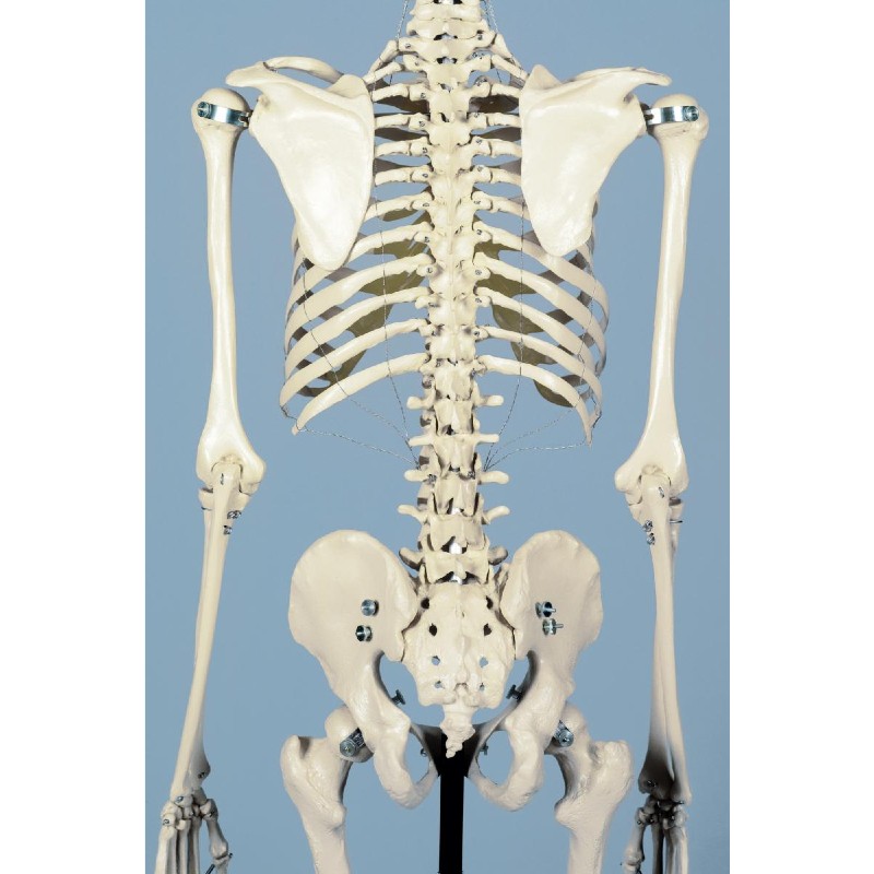 Rudiger Life-Size Human Model Skeleton | Health and Care
