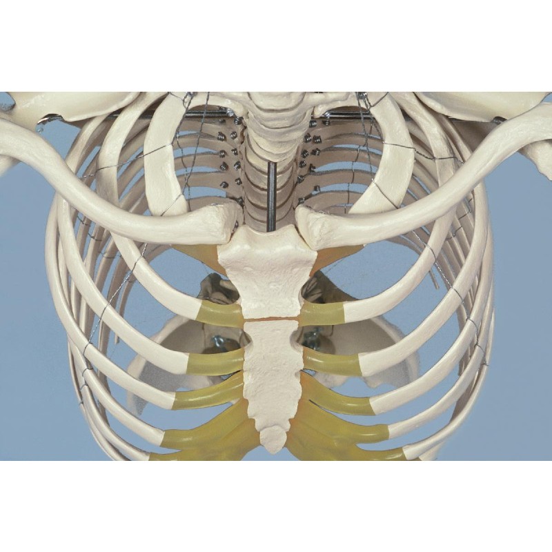 Rudiger Life-Size Human Model Skeleton | Health and Care