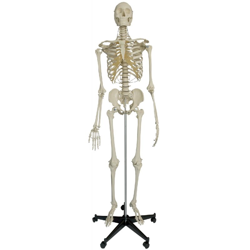Rudiger Life-Size Human Model Skeleton | Health and Care