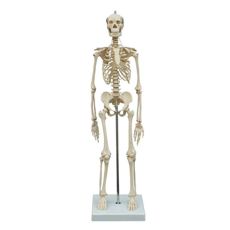 Rudiger Mini Anatomical Skeleton | Health and Care