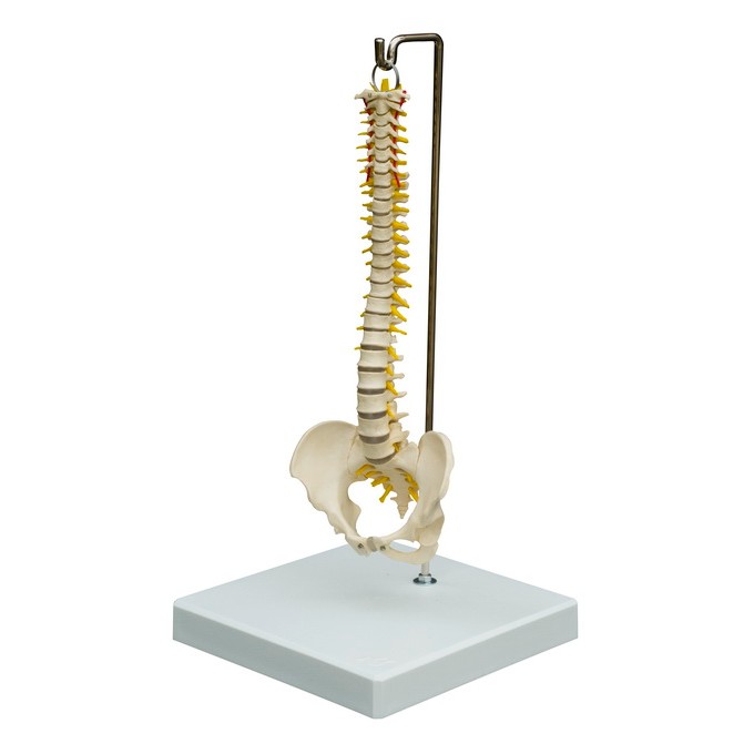 Rudiger Mini Anatomical Spine Model | Health and Care