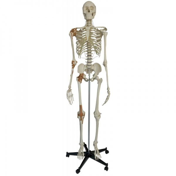 Rudiger Human Model Skeleton Life Size | Health and Care