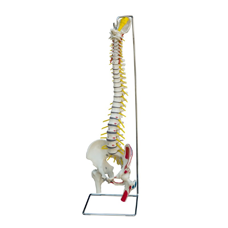 Rudiger Spine Model with Muscle Painting | Health and Care