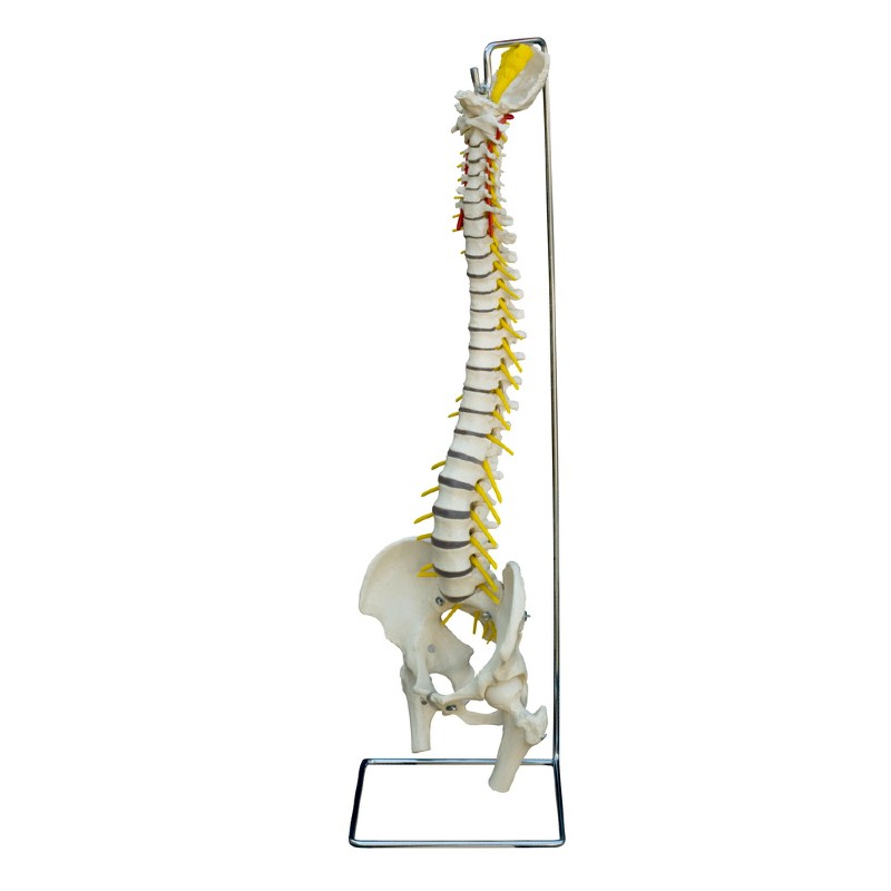 Rudiger Standard Human Spine Model | Health and Care