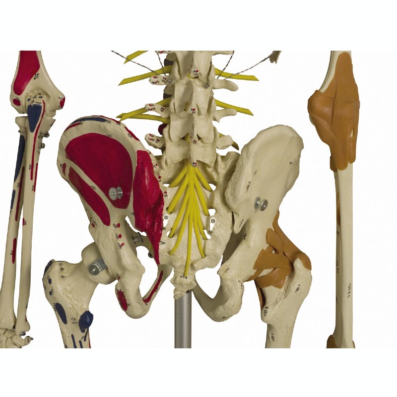 Rudiger Flexible Super Model Skeleton | Health and Care