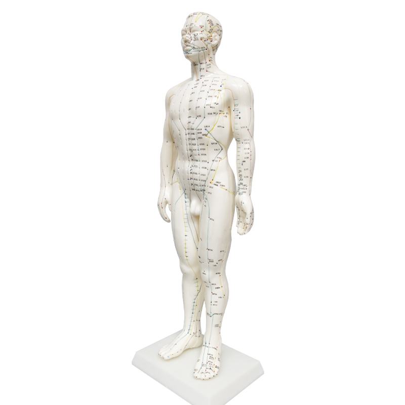 Soft Vinyl Male Meridian Acupuncture Model | Health and Care