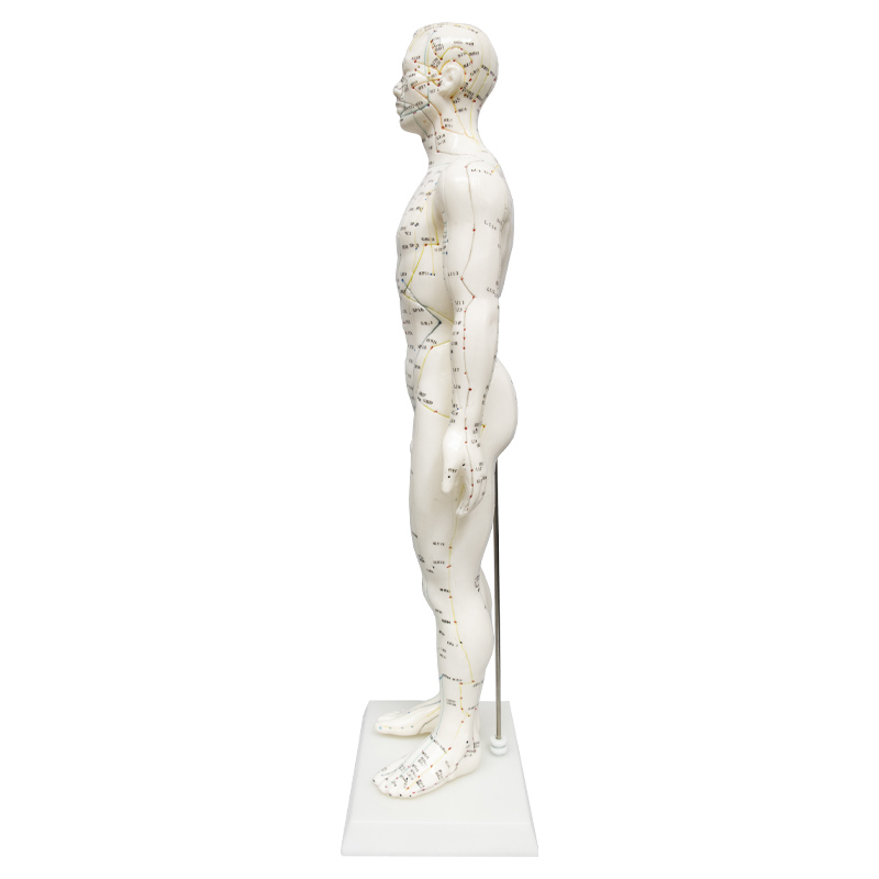 Soft Vinyl Male Meridian Acupuncture Model | Health and Care