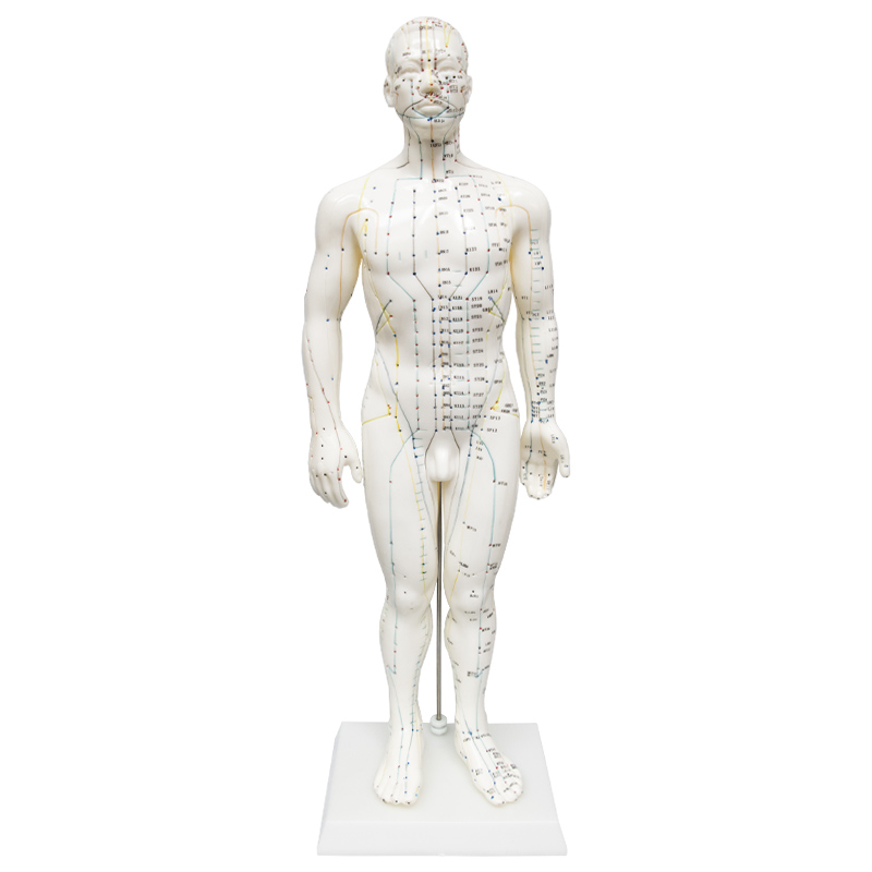 Soft Vinyl Male Meridian Acupuncture Model | Health and Care