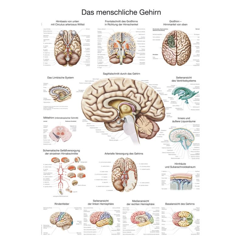 "The Human Brain" Educational Chart | Health and Care