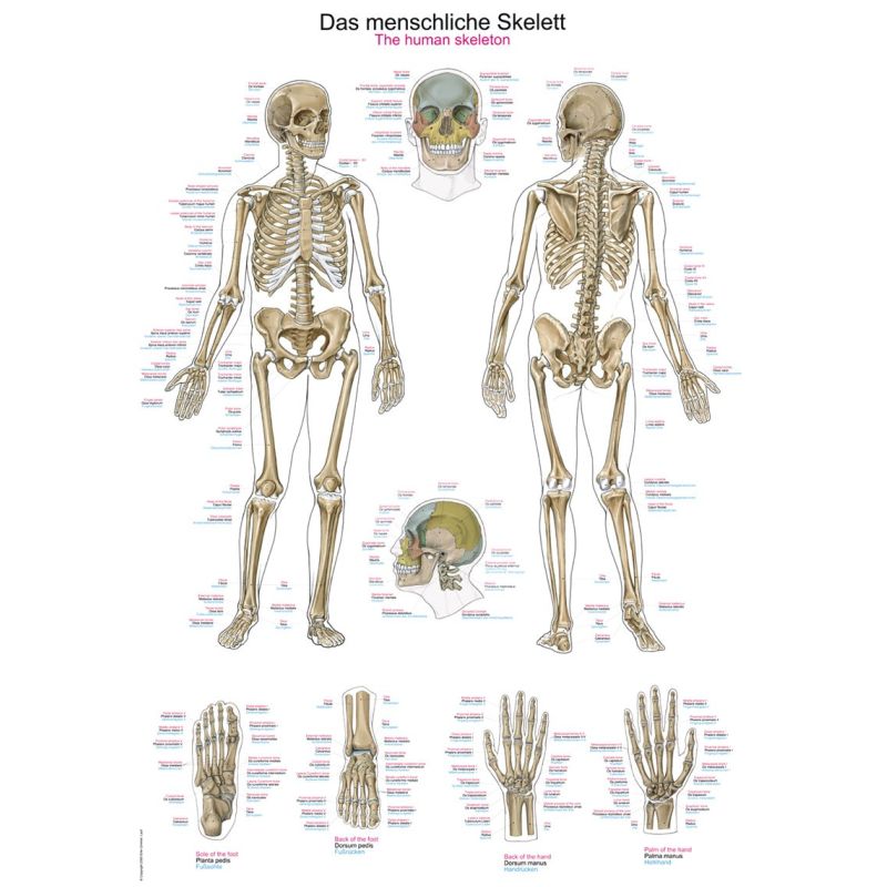 "The Human Skeleton" Educational Chart | Health and Care