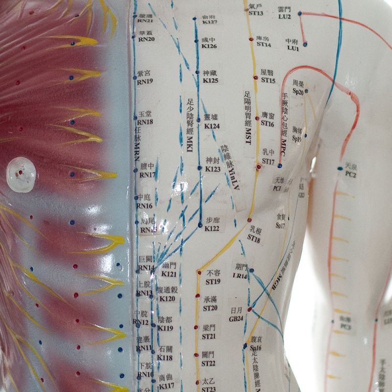 Two-Sided Acupuncture Model with Muscles | Health and Care