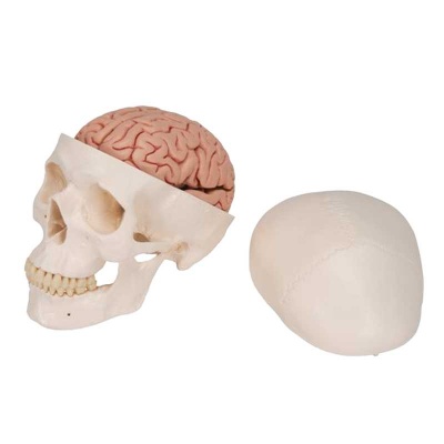 Transparent Classic Human Skull Model 3 Part | Health and Care