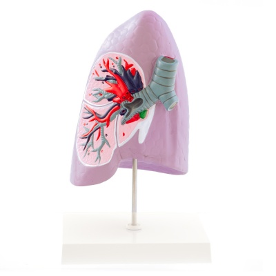 Lung Models | Health and Care