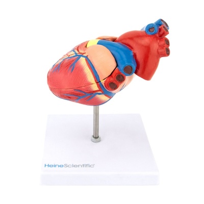 Heart & Circulatory Models | Health and Care