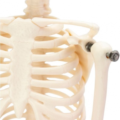Mini Skeleton Models | Health and Care