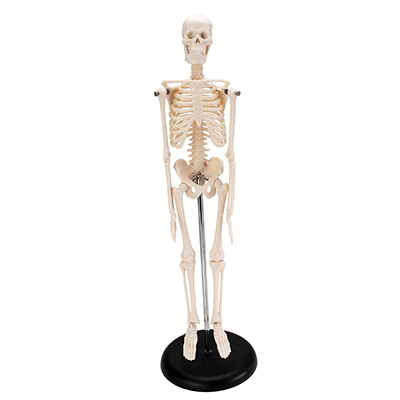 Desktop Mini Skeleton Model | Health and Care