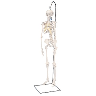 Anatomical Model Life-Size Skeleton | Health and Care