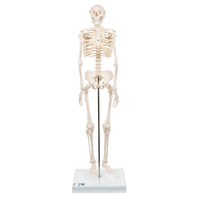 Anatomical Model Life-Size Skeleton | Health and Care