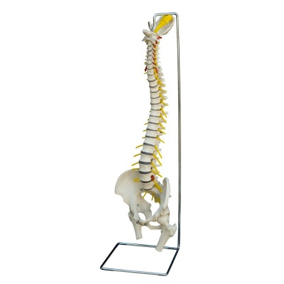 Anatomy Model Life Size Spine & Pelvis | Health and Care