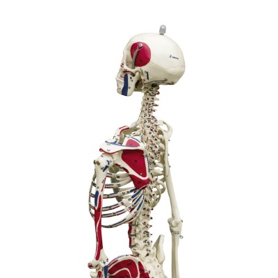 Mini Skeleton Models | Health and Care