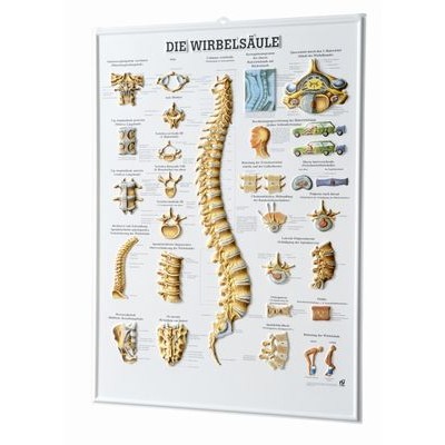 Rudiger Human Skeleton Poster | Health and Care