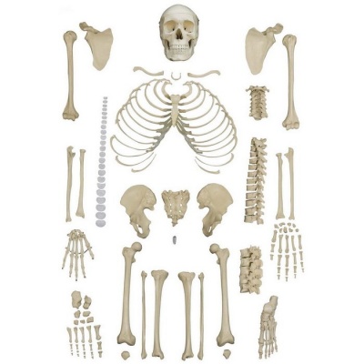 Rudiger Human Skeleton Poster | Health and Care