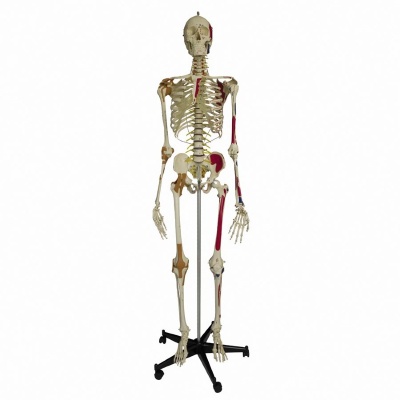 Full Size Skeleton Models | Health and Care