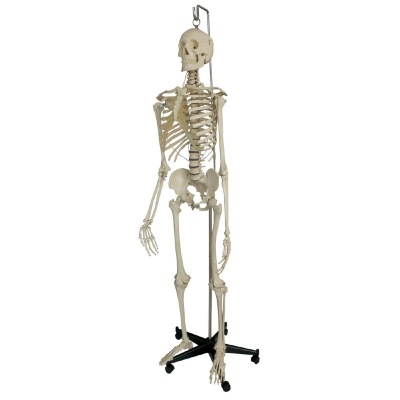 Anatomical Model Life-Size Skeleton | Health and Care