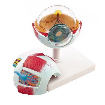 Eye Models | Health and Care