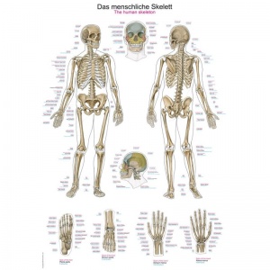 Laminated Human Skeleton Chart | Health and Care