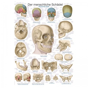 "The Human Skull" Educational Chart | Health and Care